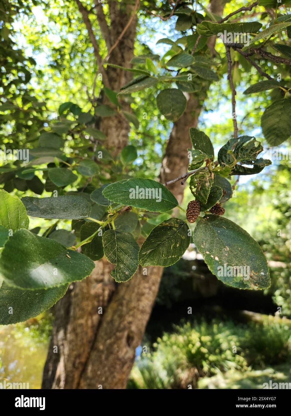 white alder (Alnus rhombifolia), Plantae, Banning, CA 92220, USA Stock ...