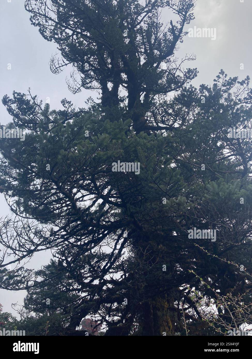 Sikkim fir (Abies densa), Plantae, Mechi, NP, 3000m Stock Photo - Alamy