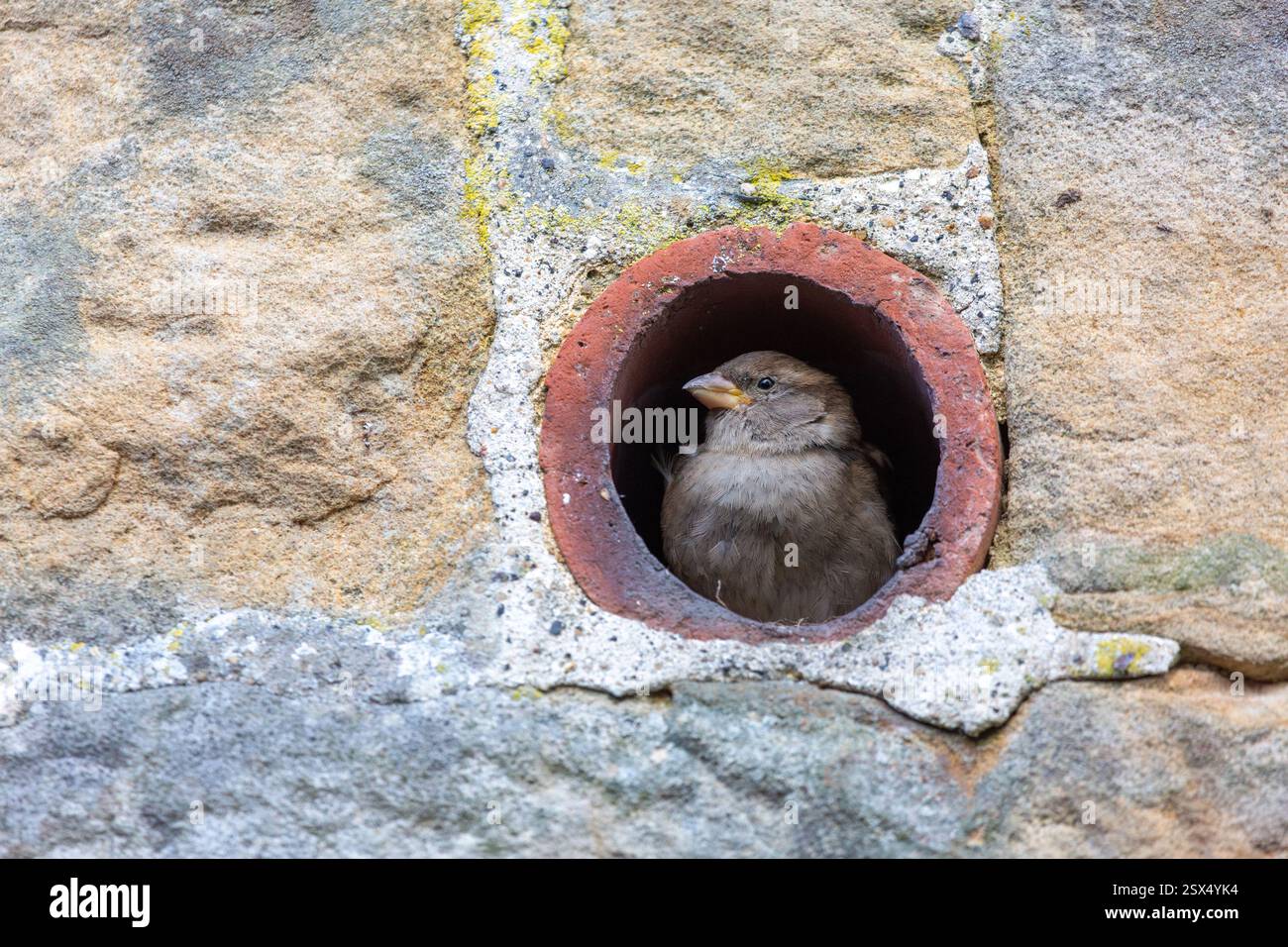 House Sparrow making a nest in a pipe opening in the brick wall of a ...