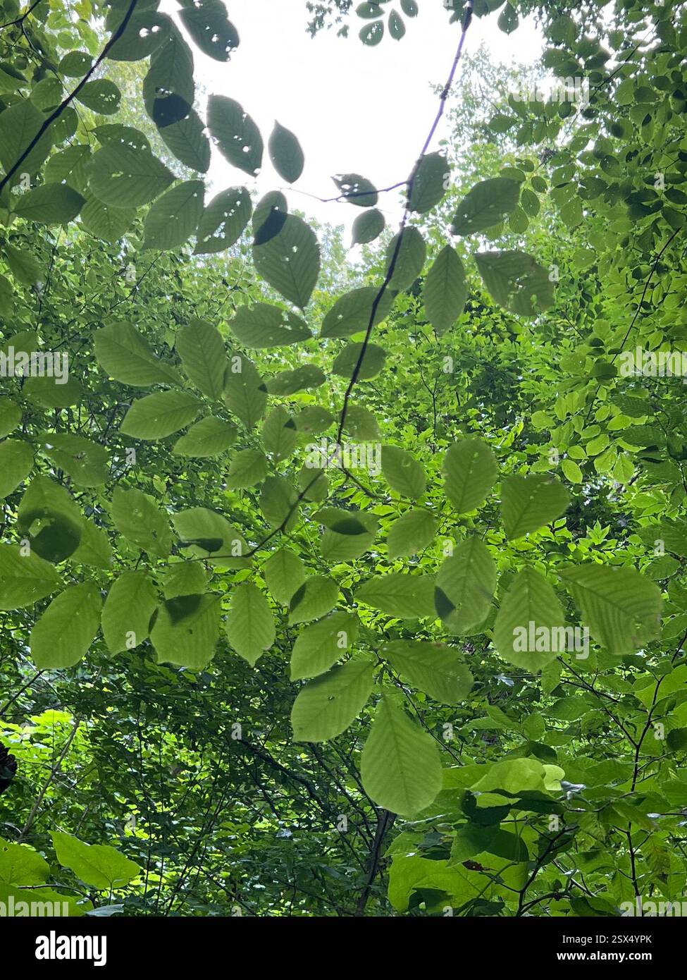 Kentucky yellowwood (Cladrastis kentukea), Plantae, North Carolina, US ...