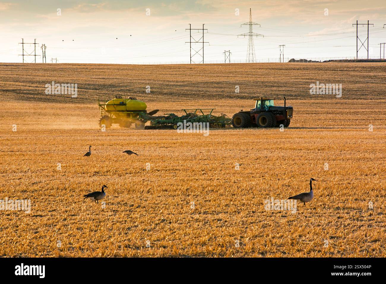 Yellow tractor is driving through a field with a few geese in the ...