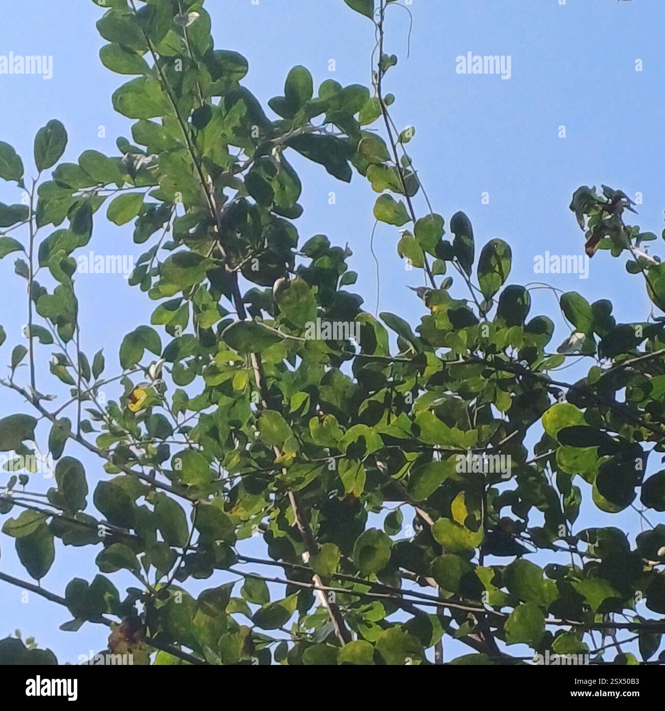 Puzzle Bush (Ehretia rigida), Plantae, Ehlanzeni, ZA-MP, ZA Stock Photo ...