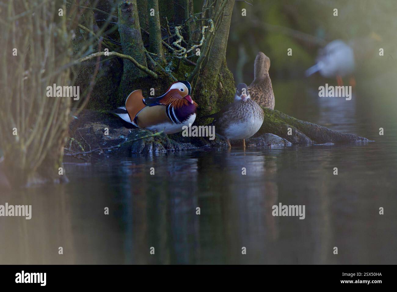 Pair of Mandarin Duck standing next to a lake in England. The mandarin ...