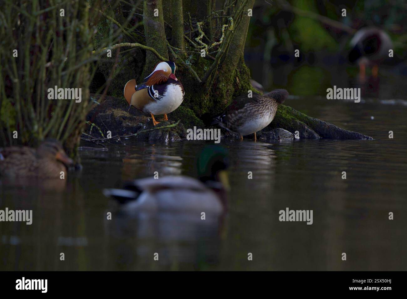 Pair of Mandarin Duck standing next to a lake in England. The mandarin ...