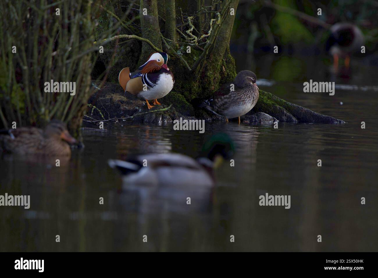 Pair of Mandarin Duck standing next to a lake in England. The mandarin ...
