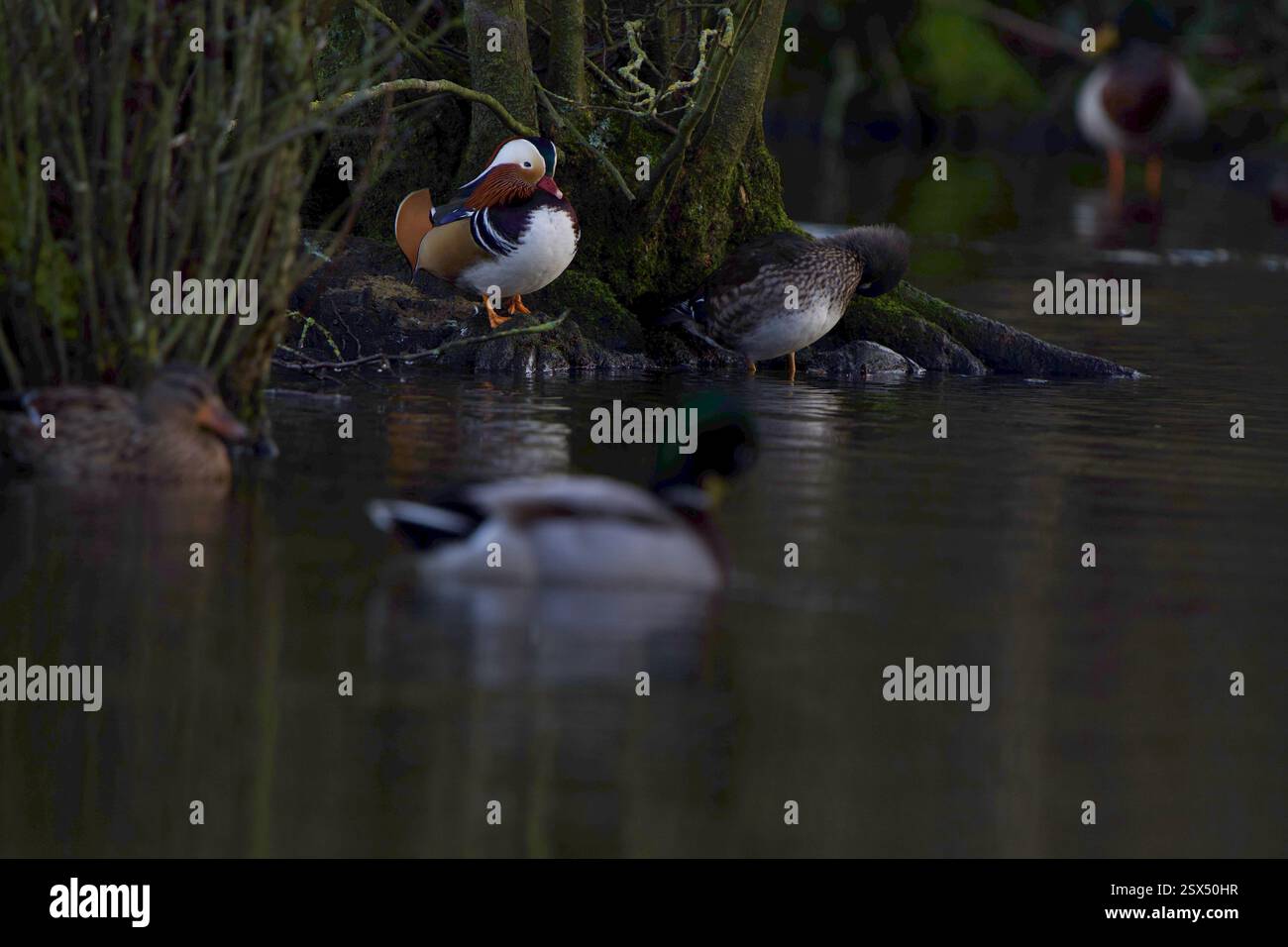 Pair of Mandarin Duck standing next to a lake in England. The mandarin ...