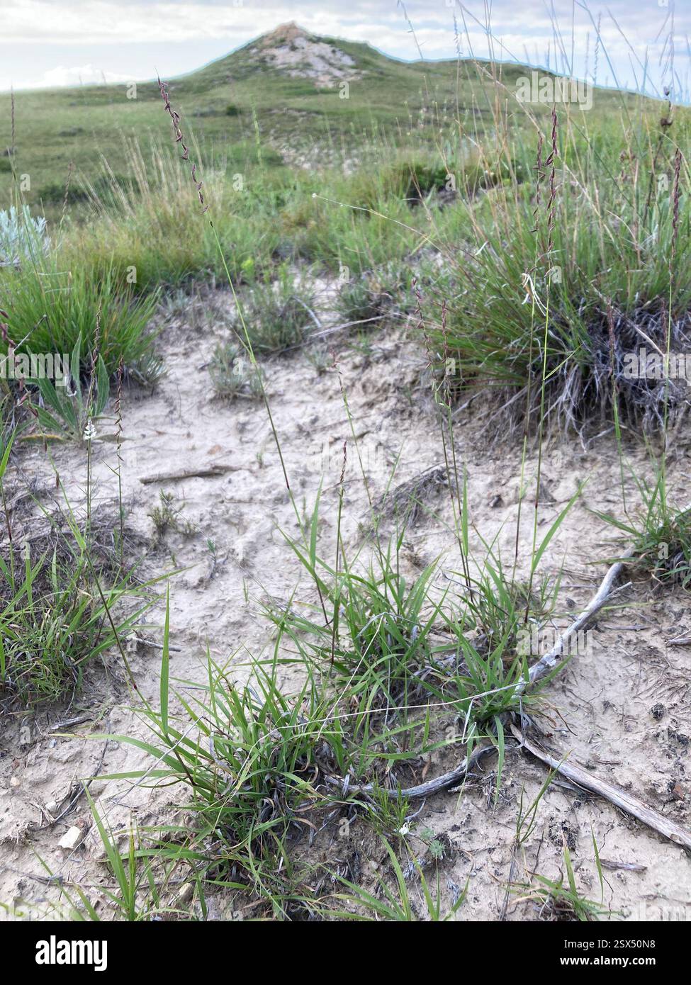 Sideoats Grama (Bouteloua curtipendula), Plantae, Prairie County, US-MT ...