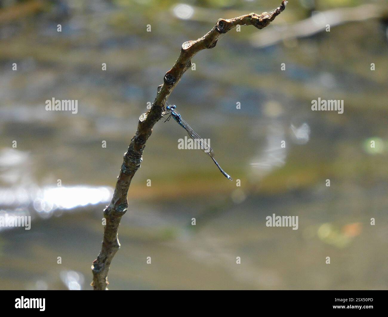 Blue Damselfly (Austrolestes colensonis), Insecta, Temple View ...