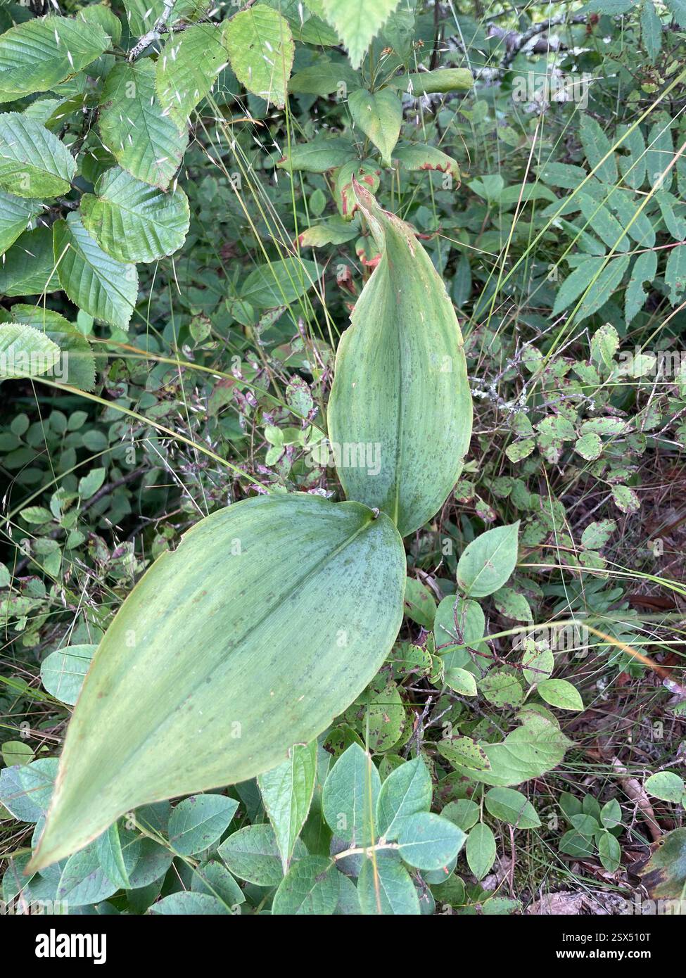 American lily-of-the-valley (Convallaria pseudomajalis), Plantae ...