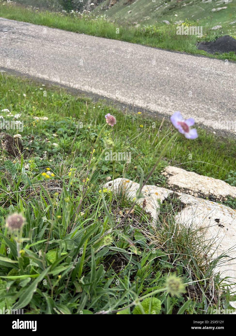 Perennial Scabious (Lomelosia caucasica), Plantae, Cek yolu, Azerbaijan ...