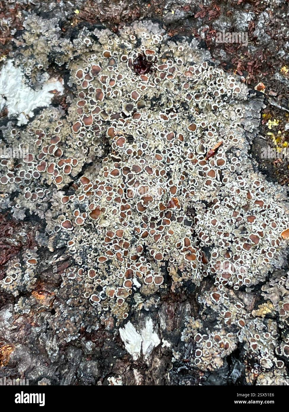 Big brown-eyed shingle (Pannaria rubiginosa), Fungi, Beinn Eighe and ...