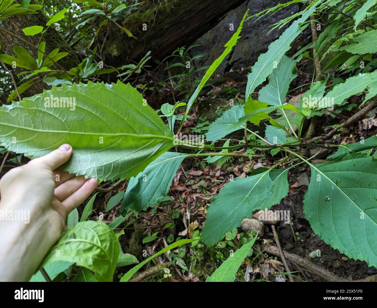 citronella horse balm (Collinsonia canadensis), Plantae, Hiawassee, GA ...