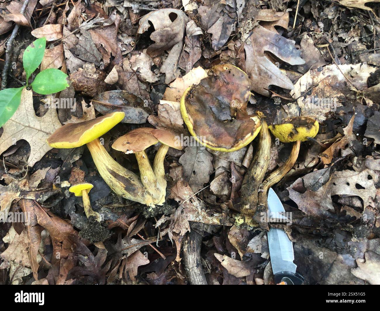 clustered brown bolete (Aureoboletus innixus), Fungi, Maryland, US ...