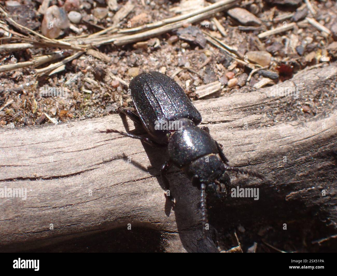 Black Longicorn Beetle (Spondylis buprestoides), Insecta, Holdre, Valga ...