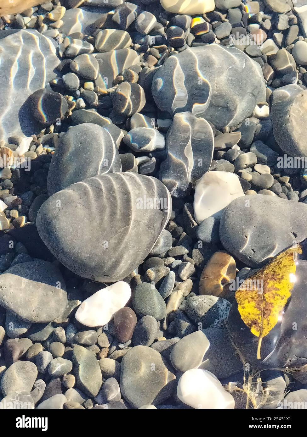 Striped grey stones and a yellow leaf lit by sunlight in a shallow ...
