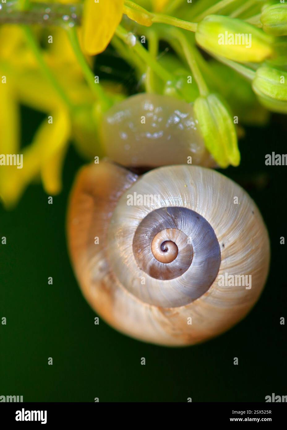 small details of a snail shell on a plant Stock Photo - Alamy
