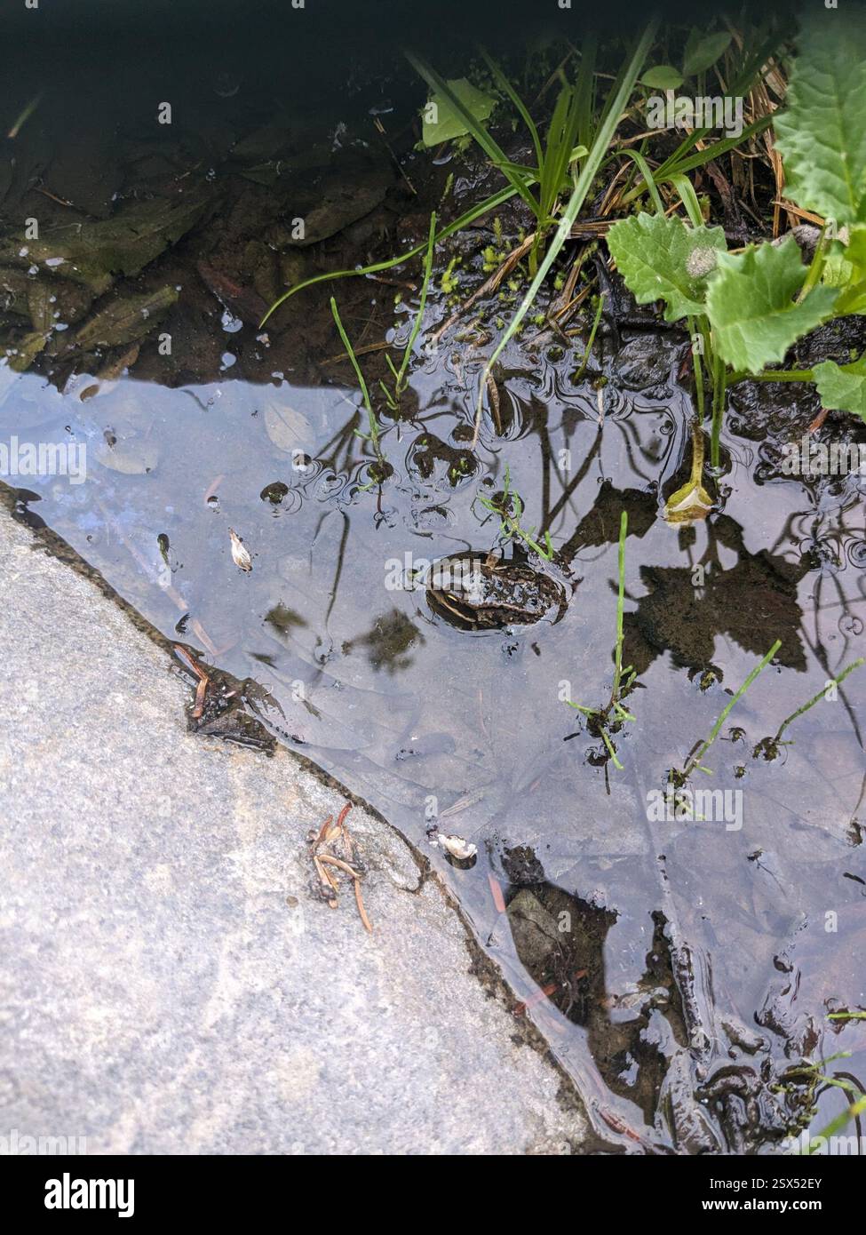 Cascades Frog (Rana cascadae), Amphibia, Washington, US Stock Photo - Alamy
