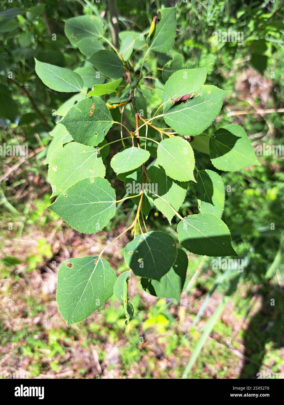 quaking aspen (Populus tremuloides), Plantae, Johnson, ON, Canada Stock ...