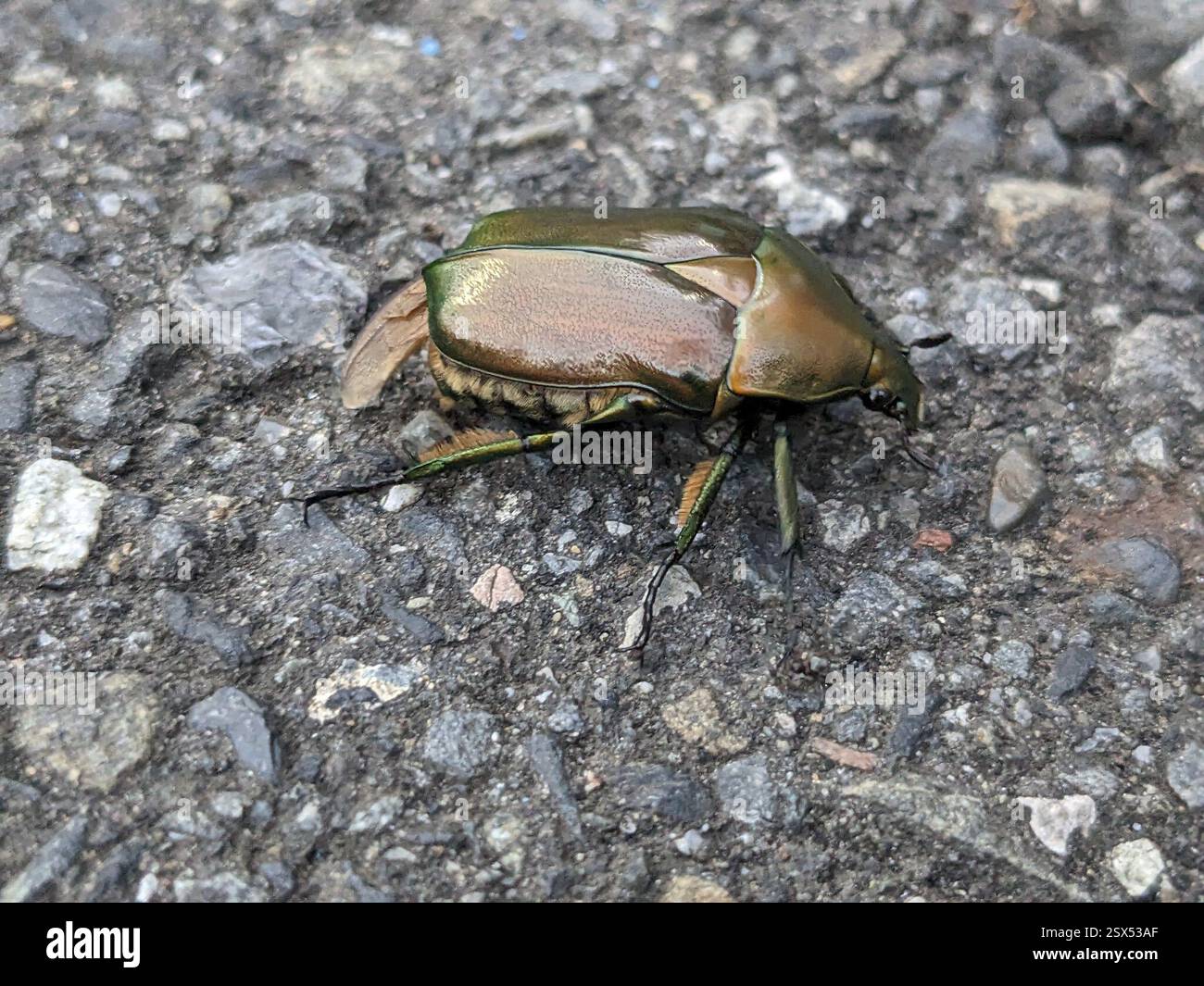 Japanese Drone Beetle (Pseudotorynorrhina japonica), Insecta, Akasaka ...