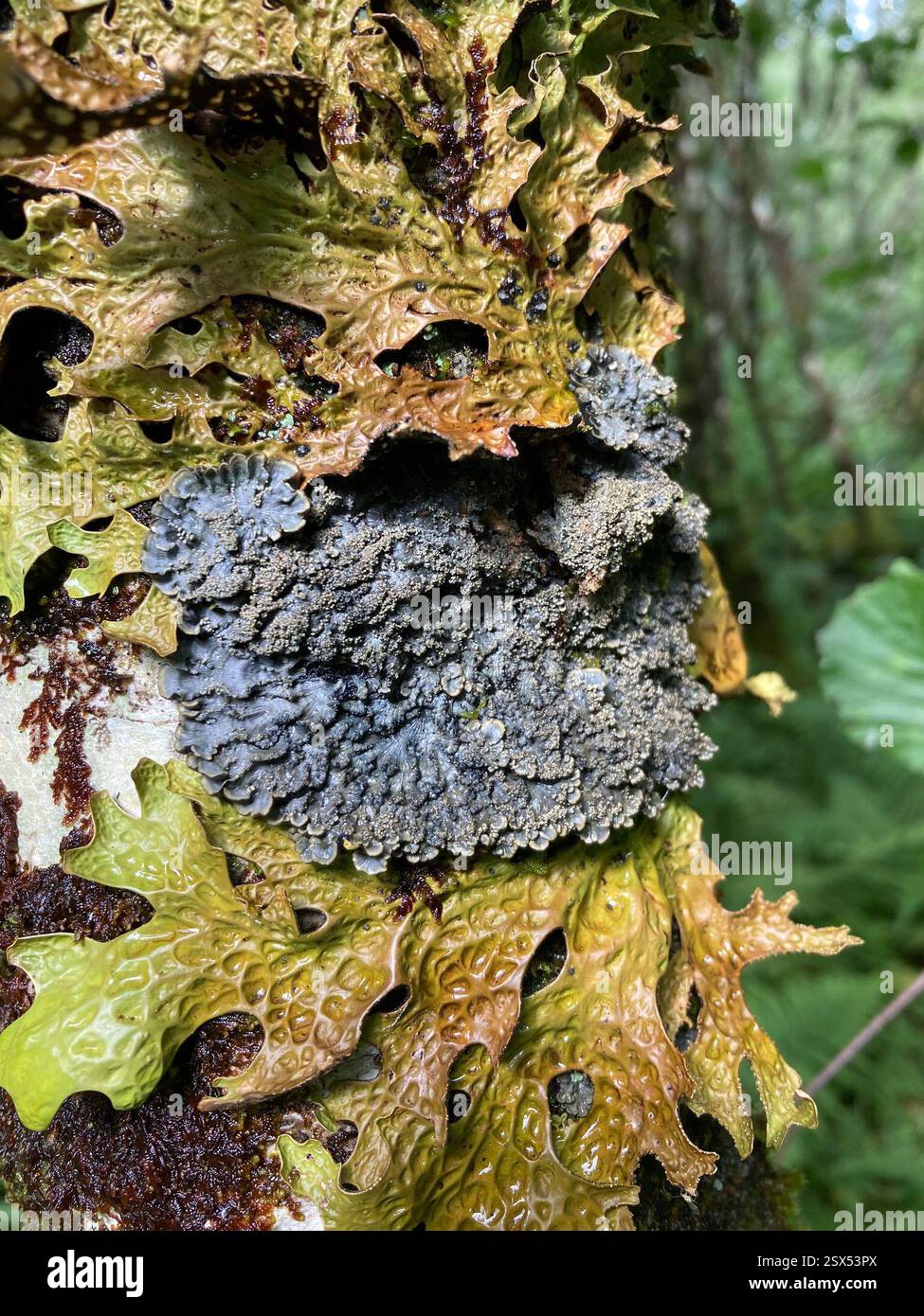 (Pectenia atlantica), Fungi, Mid Argyll Ward, Lochgilphead, Scotland ...