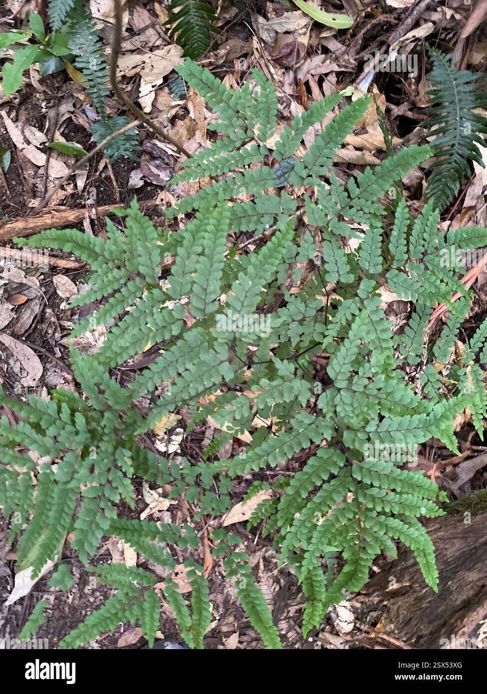 Giant maidenhair fern (Adiantum formosum), Plantae, Lamington ...