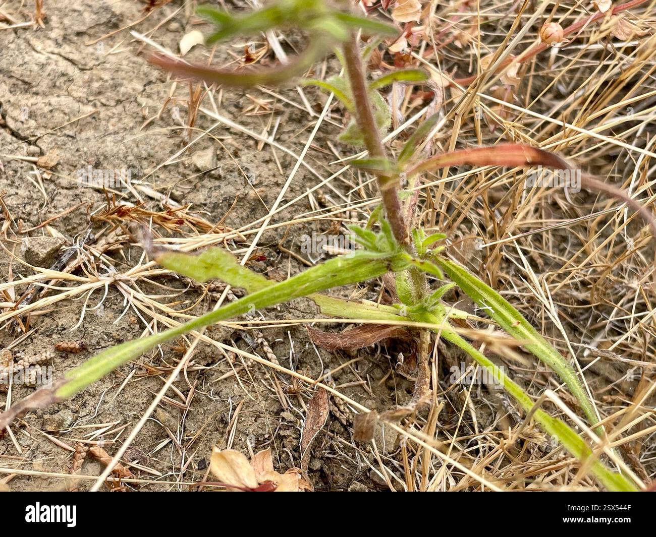 Narrowly lance shaped hi-res stock photography and images - Alamy