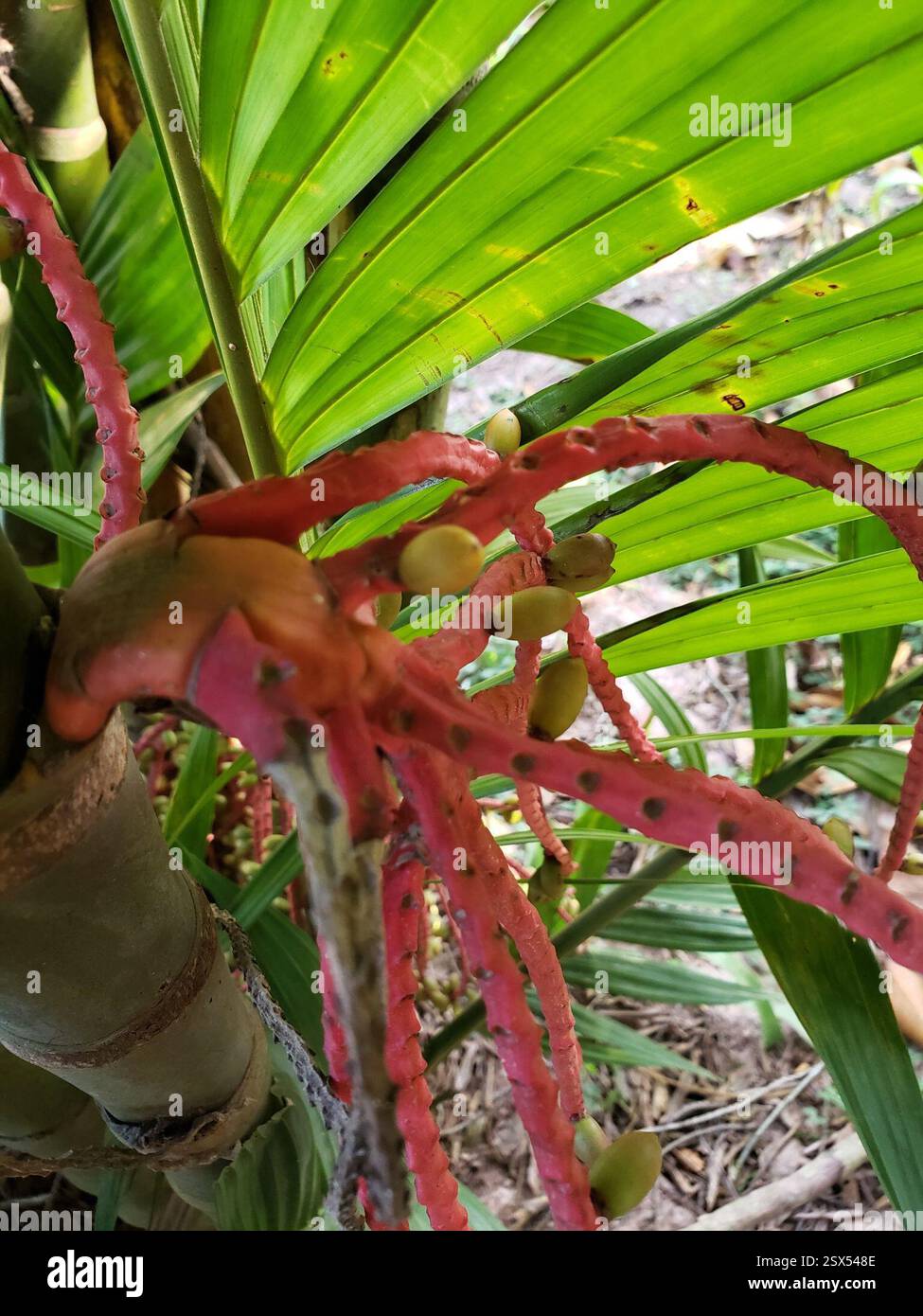 Ivory Cane Palm (Pinanga coronata), Plantae, Paraíso, Santo André - SP ...
