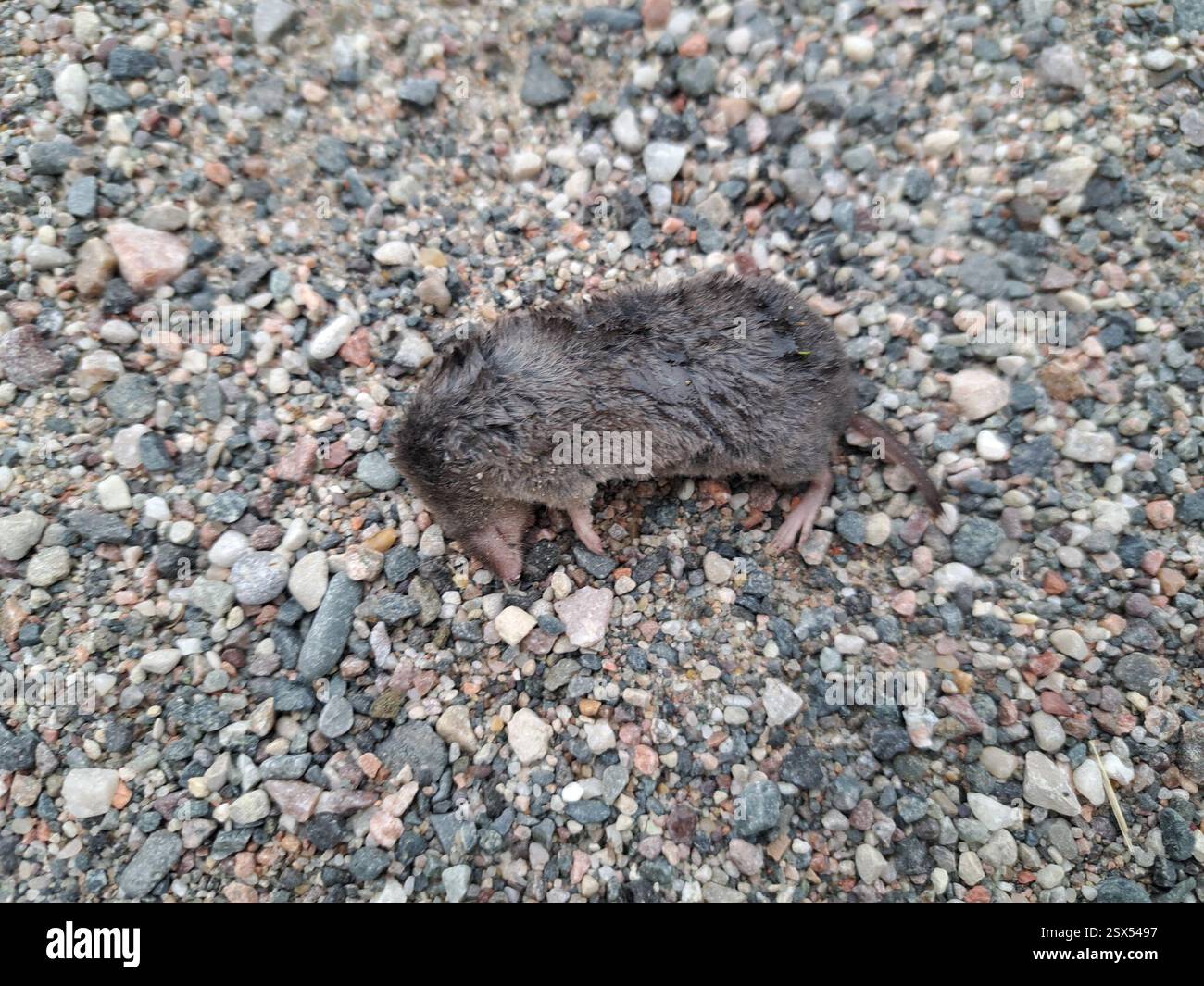 Northern Short-tailed Shrew (Blarina brevicauda), Mammalia, Macdonald ...