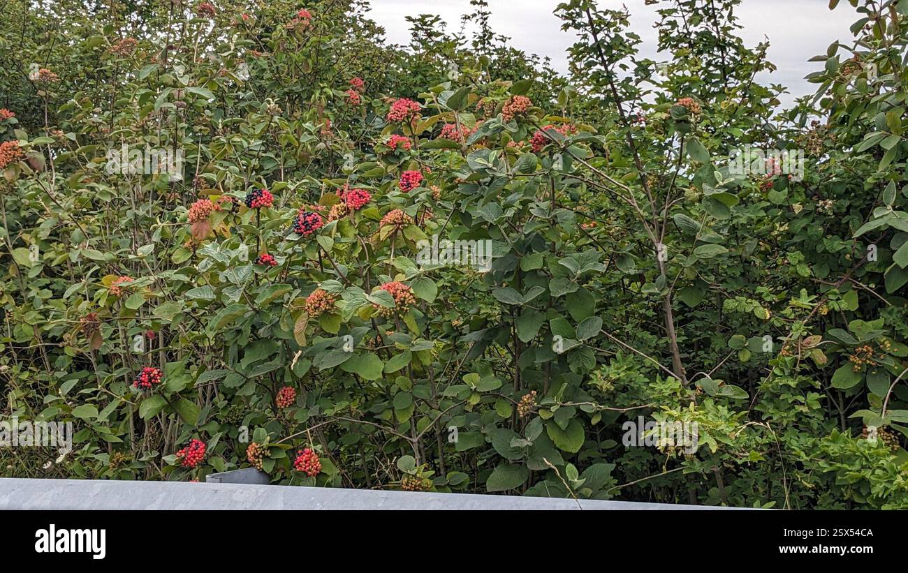 Wayfaring-tree (Viburnum lantana), Plantae, Ramsgate CT12 5EP, UK Stock ...