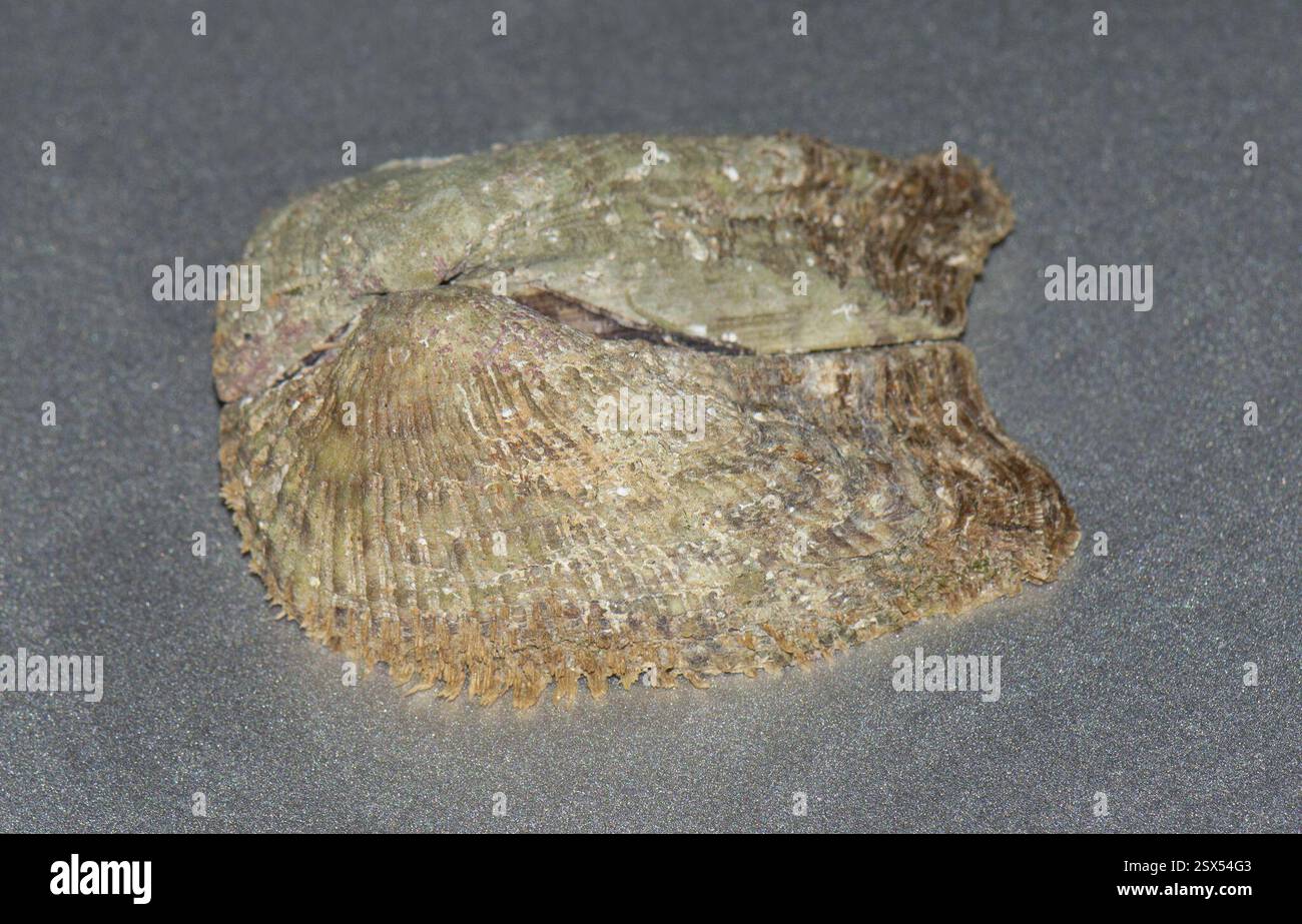 Noah's Ark shell (Arca noae), Mollusca, Attica, Attica, GR Stock Photo ...