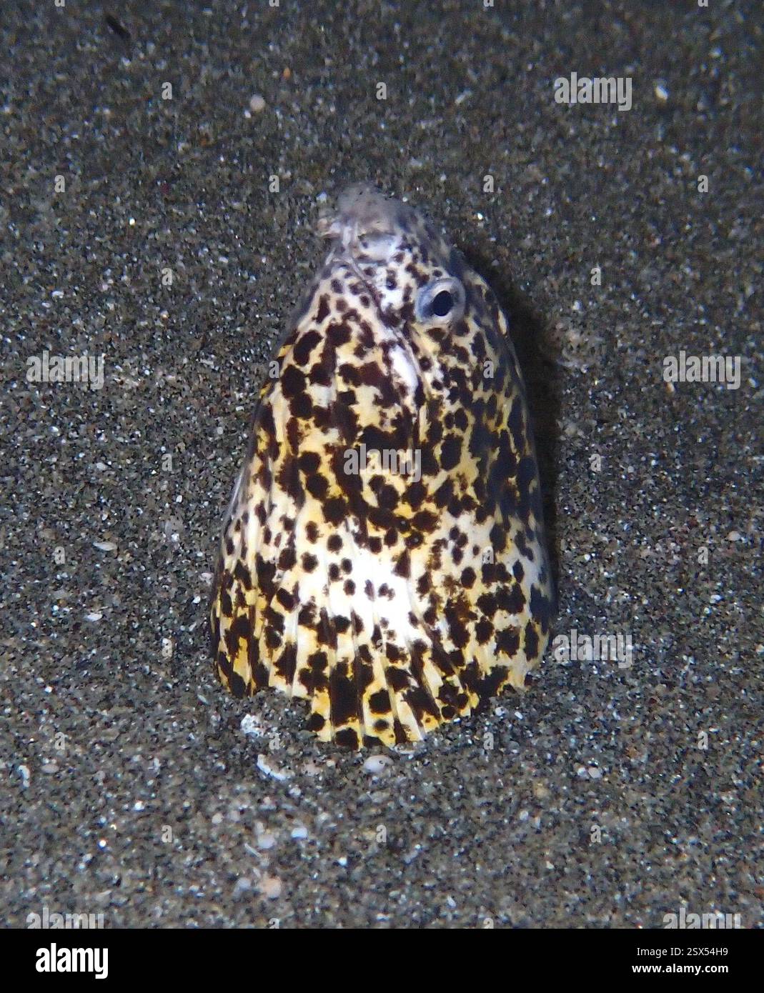 Marbled Snake Eel (Callechelys marmorata), Actinopterygii, Dibab, Red ...