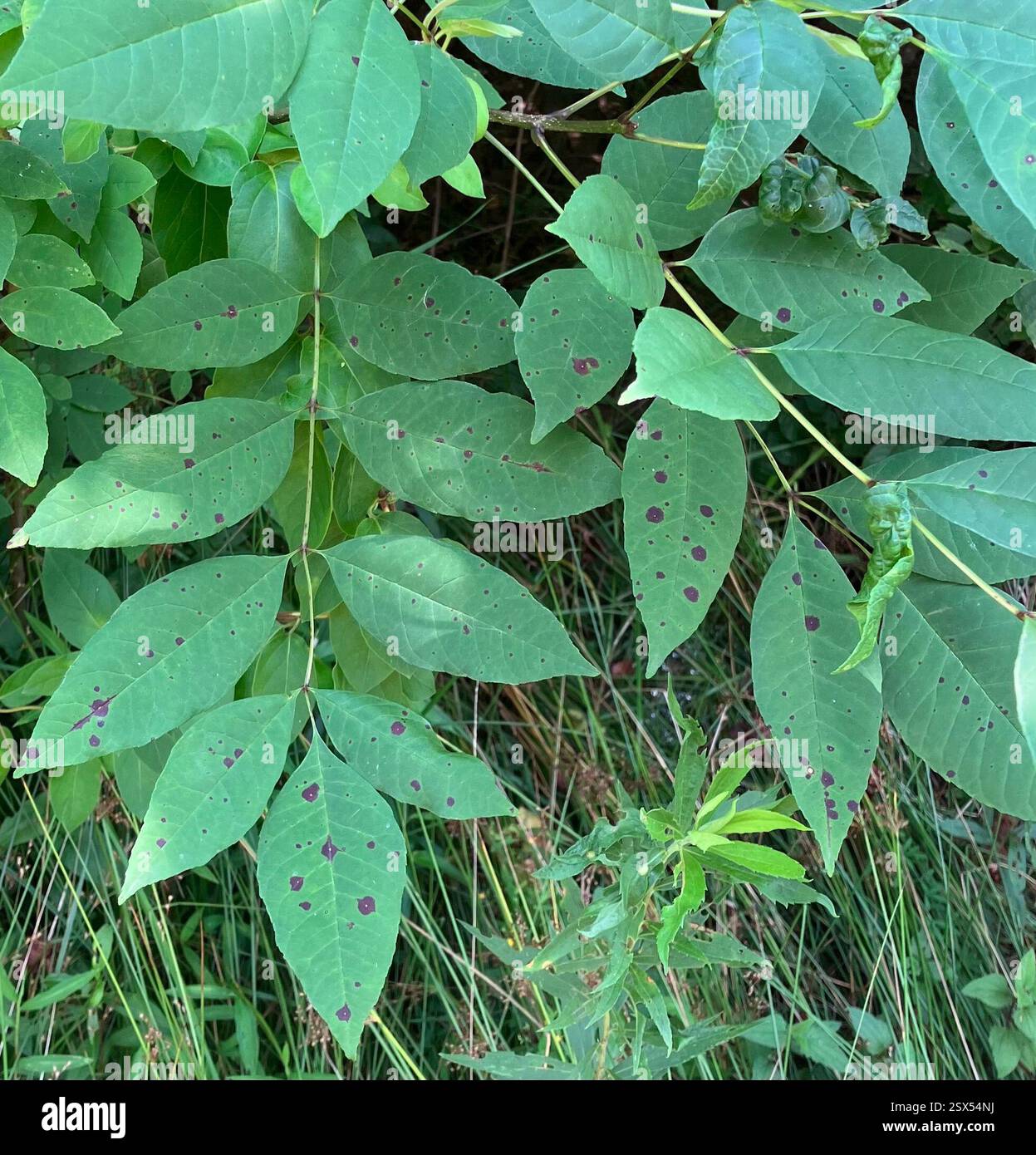 Ash Leaf Spot (Mycosphaerella fraxinicola), Fungi, McAlpine Creek ...