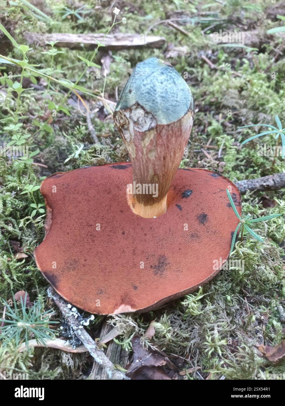 Dotted Stem Bolete (Neoboletus erythropus), Fungi, 38410 Saint-Martin-d ...
