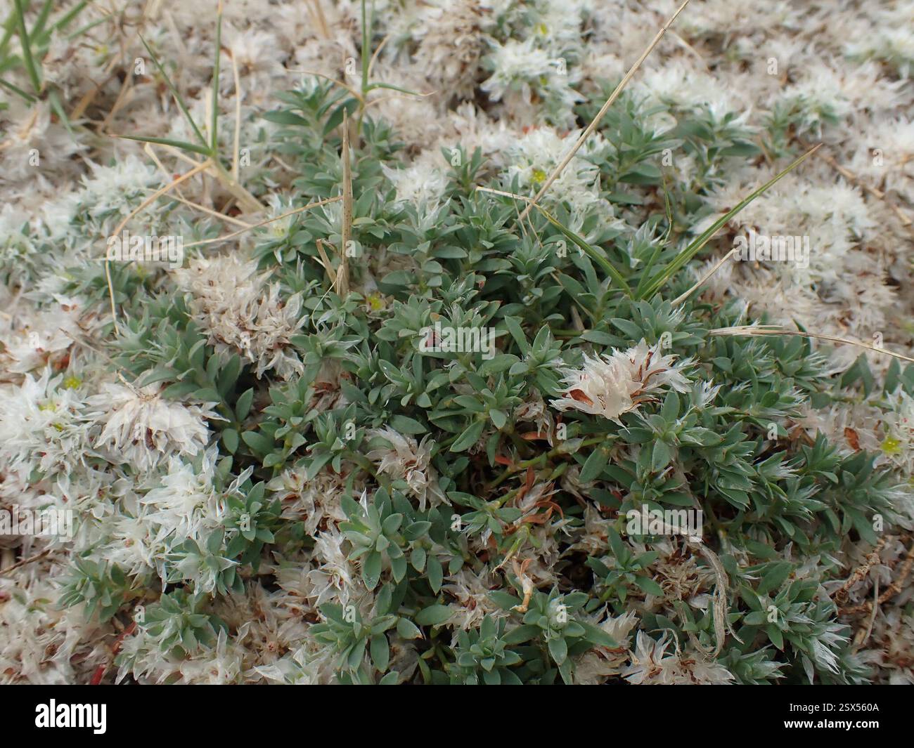 Algerian Tea (Paronychia argentea), Plantae, 64600 Anglet, France Stock ...