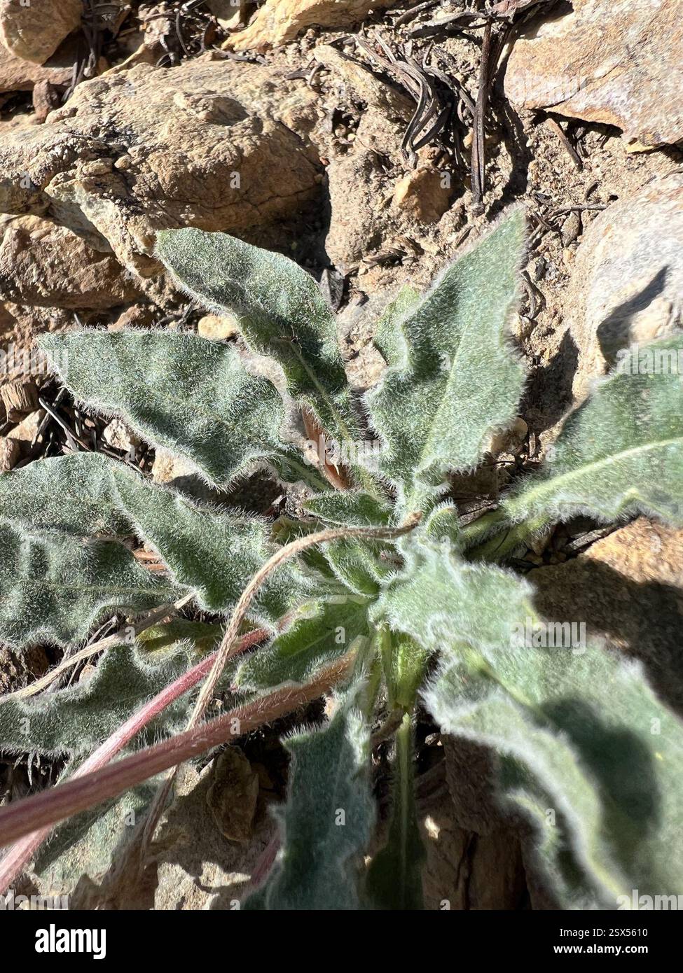 fragrant evening primrose (Oenothera cespitosa), Plantae, California ...
