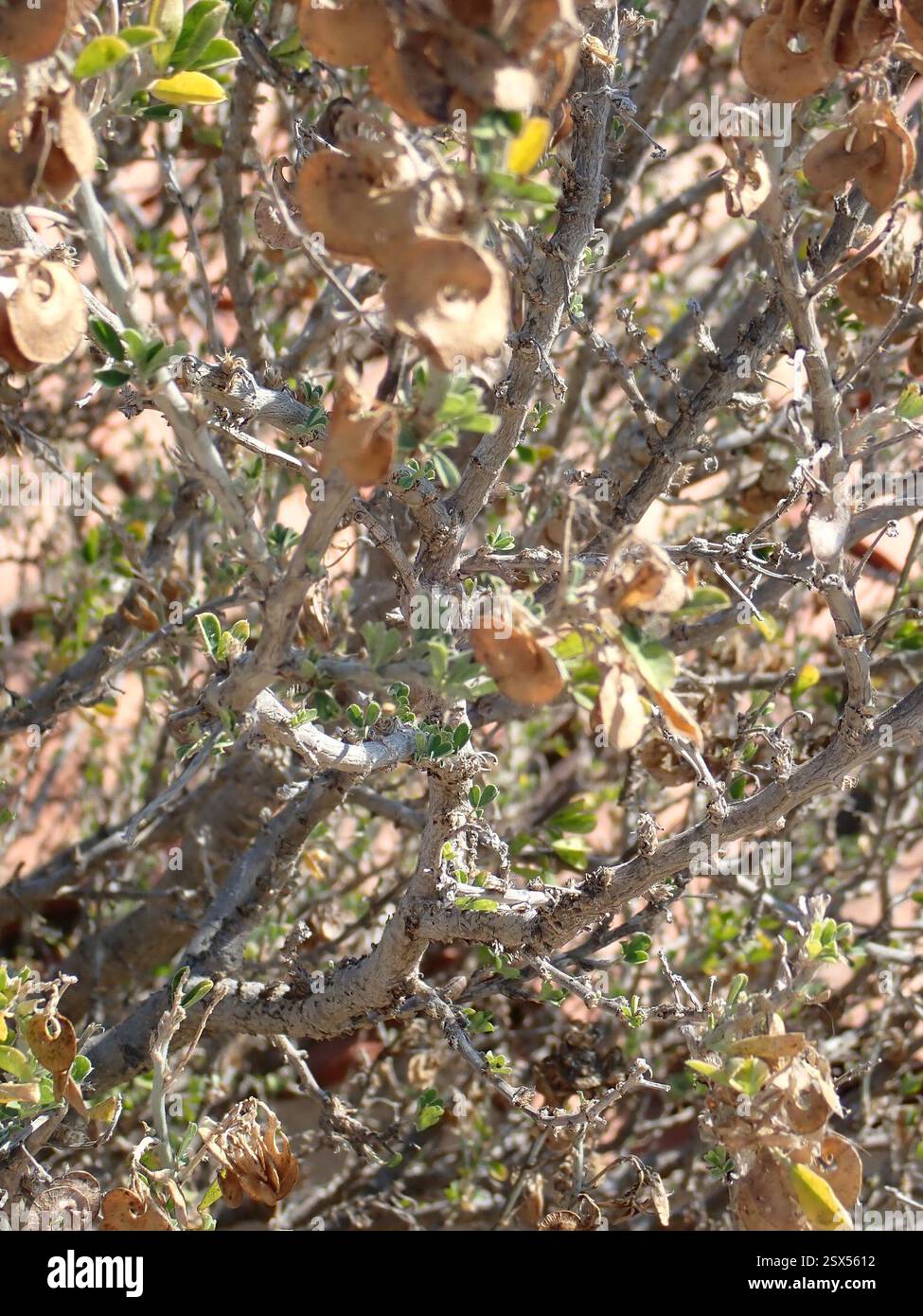 tree medick (Medicago arborea), Plantae, Leucate, France Stock Photo ...