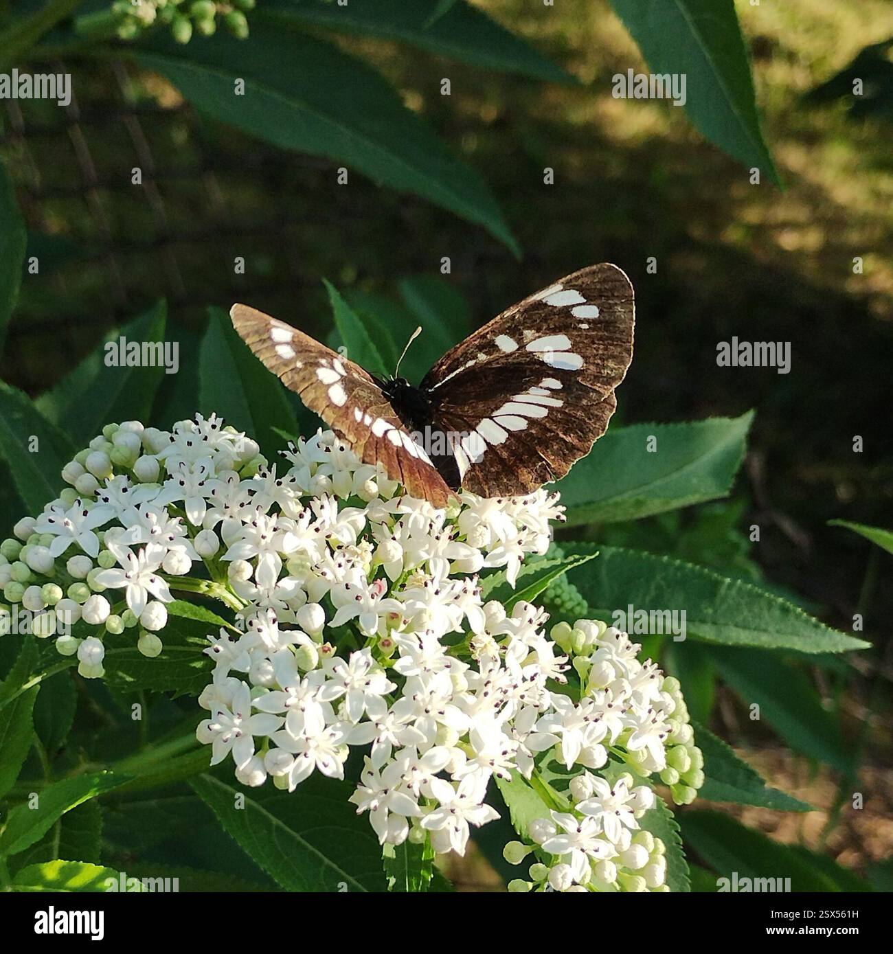 Hungarian Glider (Neptis rivularis), Insecta, Kosanin dol, Pancharevo ...