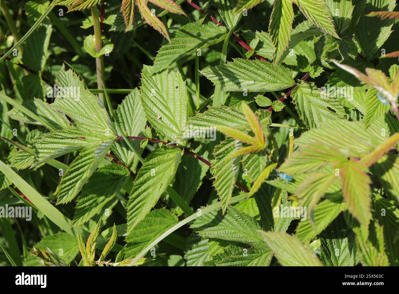 Meadowsweet (Filipendula ulmaria), Plantae, Llyn Rhos Ddu, Chapel ...