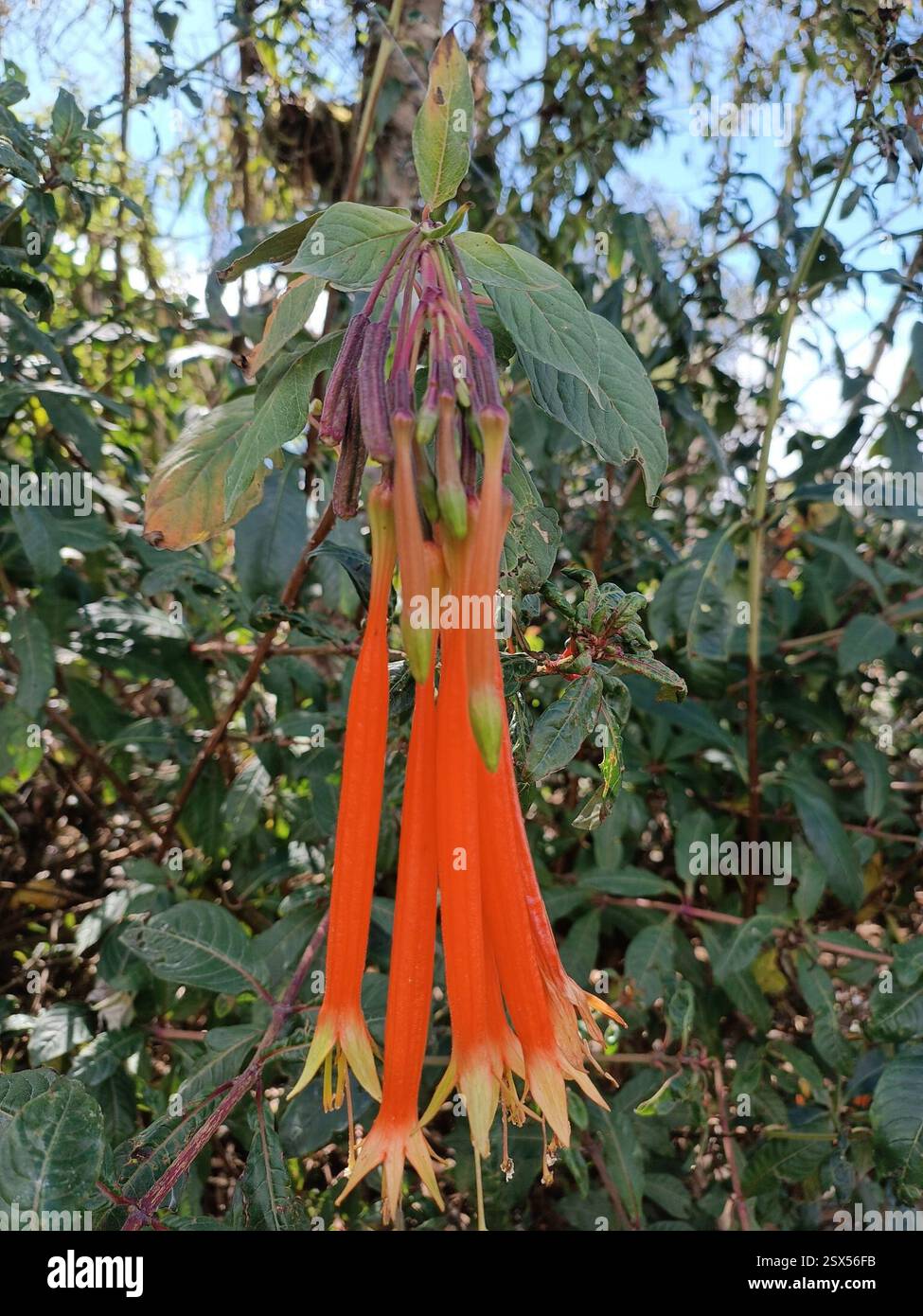 (Fuchsia inflata), Plantae, 08145, Perú Stock Photo - Alamy