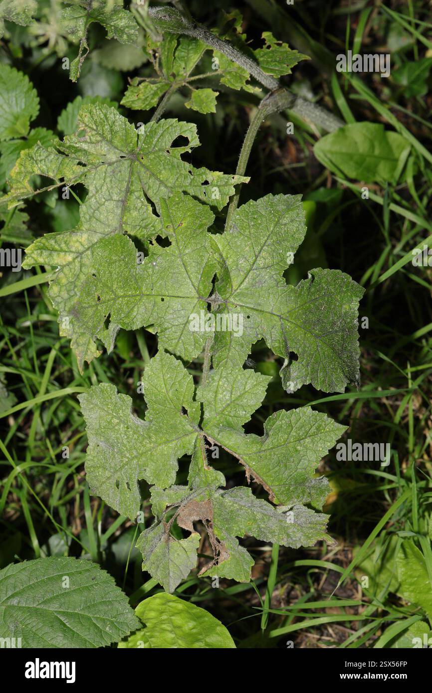 hogweed (Heracleum sphondylium), Plantae, Hale Park, High Street, Hale ...