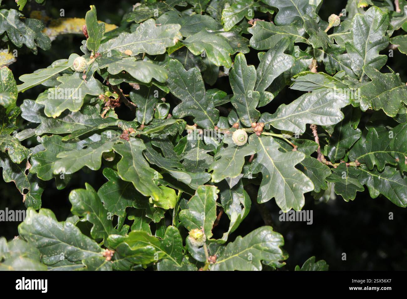 English oak (Quercus robur), Plantae, Hale Park, High Street, Hale ...