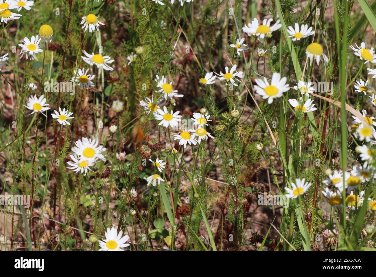 scentless mayweed (Tripleurospermum inodorum), Plantae, Okanagan ...