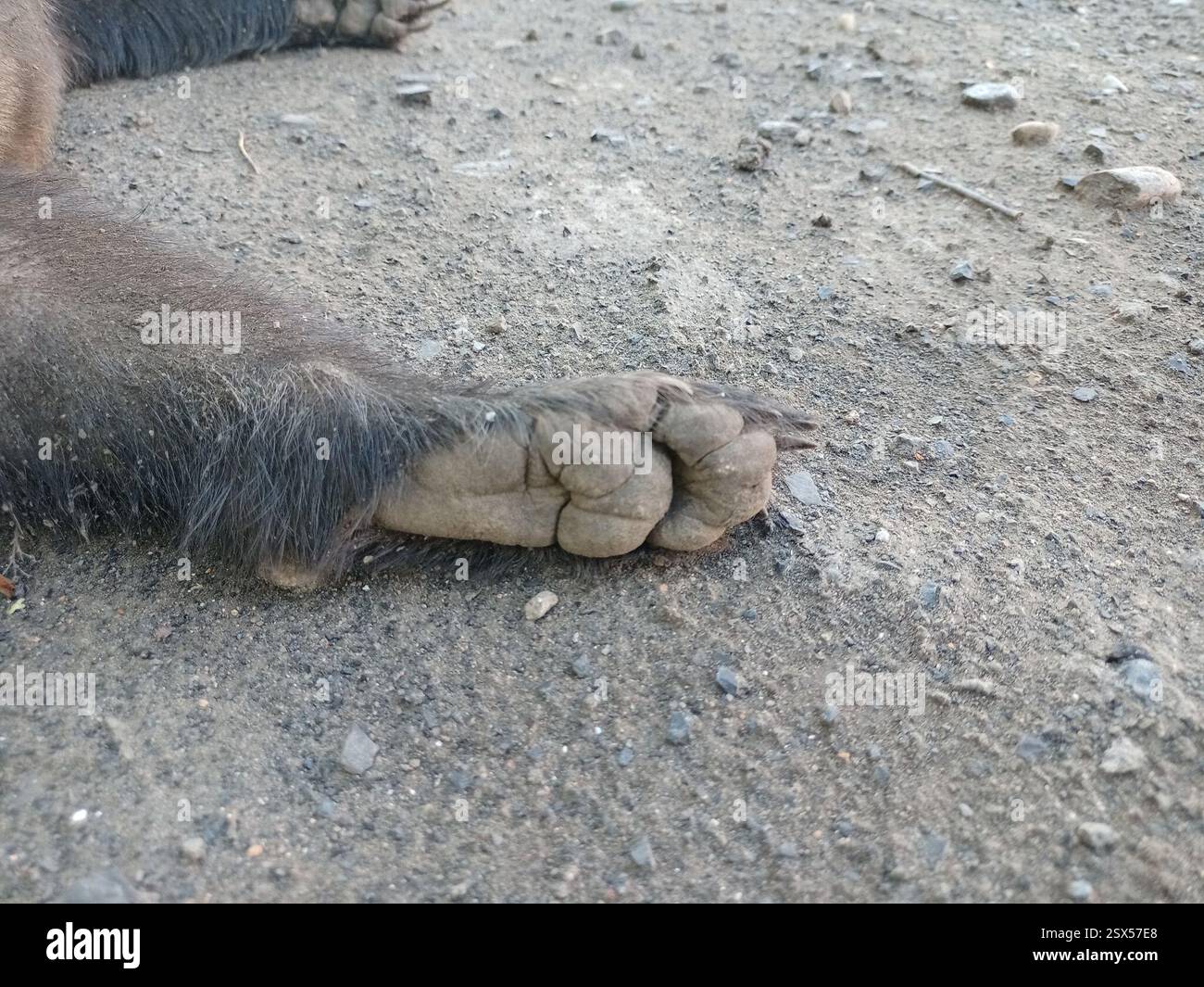 Asian Badger (Meles leucurus), Mammalia, Иркутская обл., Россия, 665441 ...