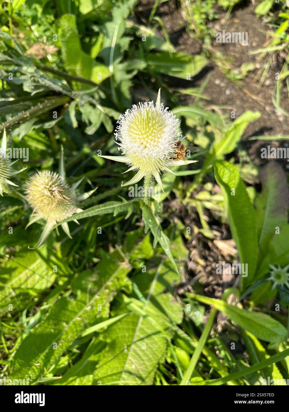 cutleaf teasel (Dipsacus laciniatus), Plantae, Big Beaver, PA, USA ...
