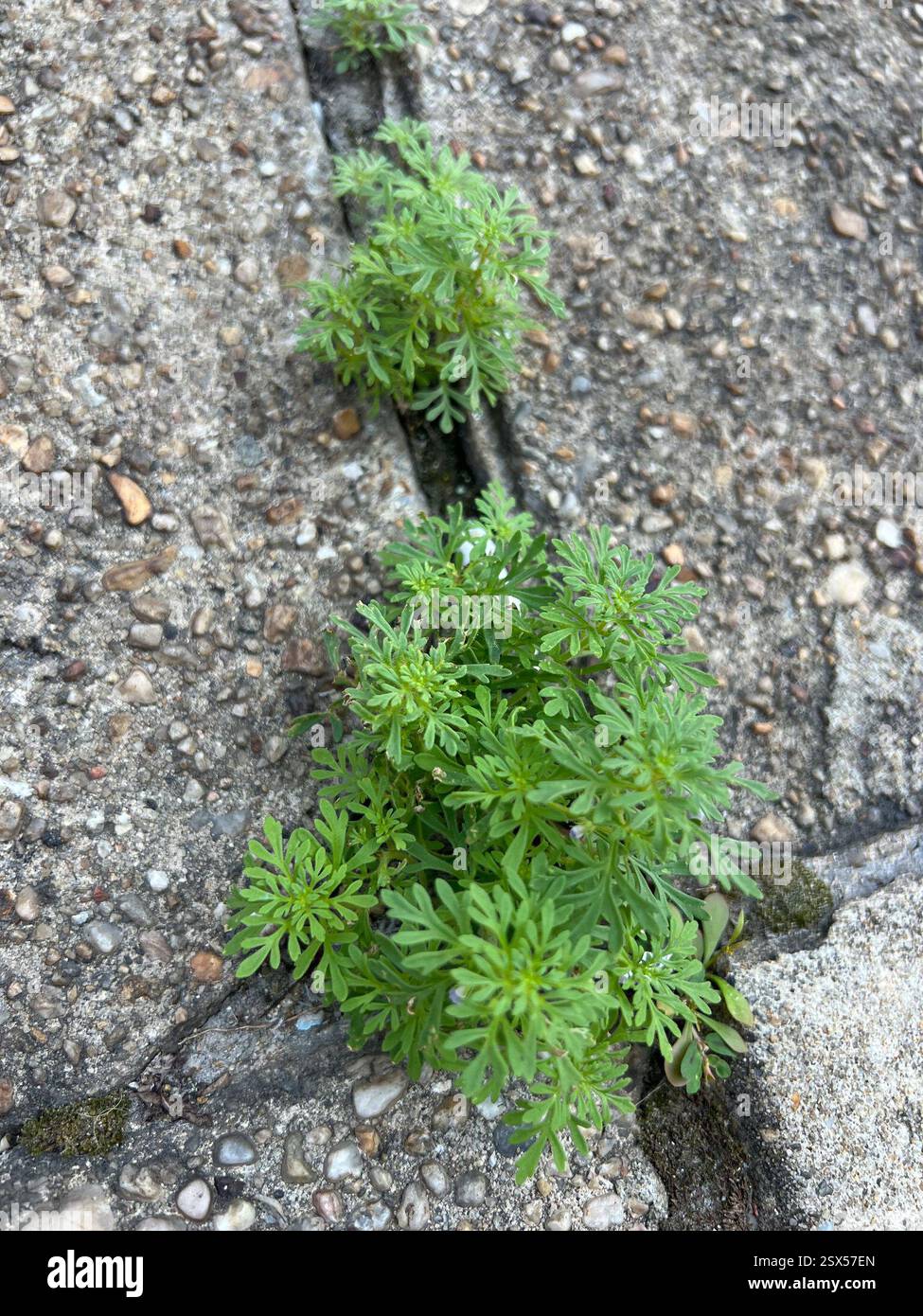 Obi-Wan conobea (Leucospora multifida), Plantae, Ponca St, Baltimore ...