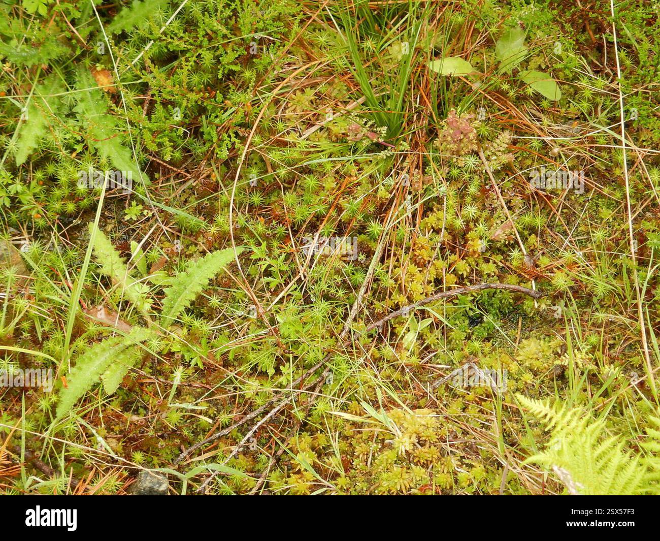 Marsh Lousewort (Pedicularis palustris), Plantae, Angus Council, UK ...