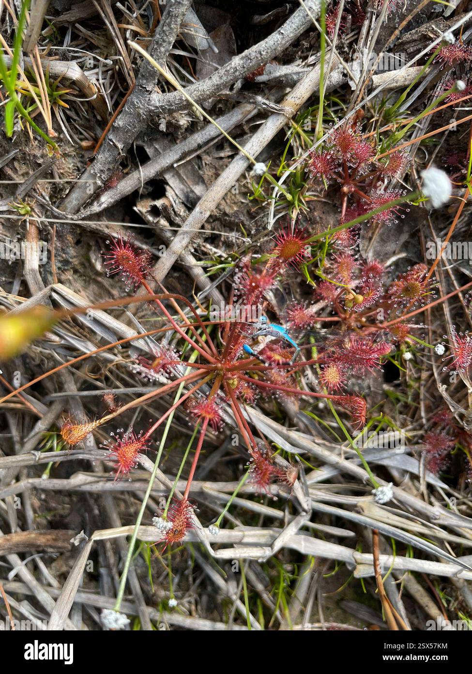 spoonleaf sundew (Drosera intermedia), Plantae, Spark Lake, Killarney ...