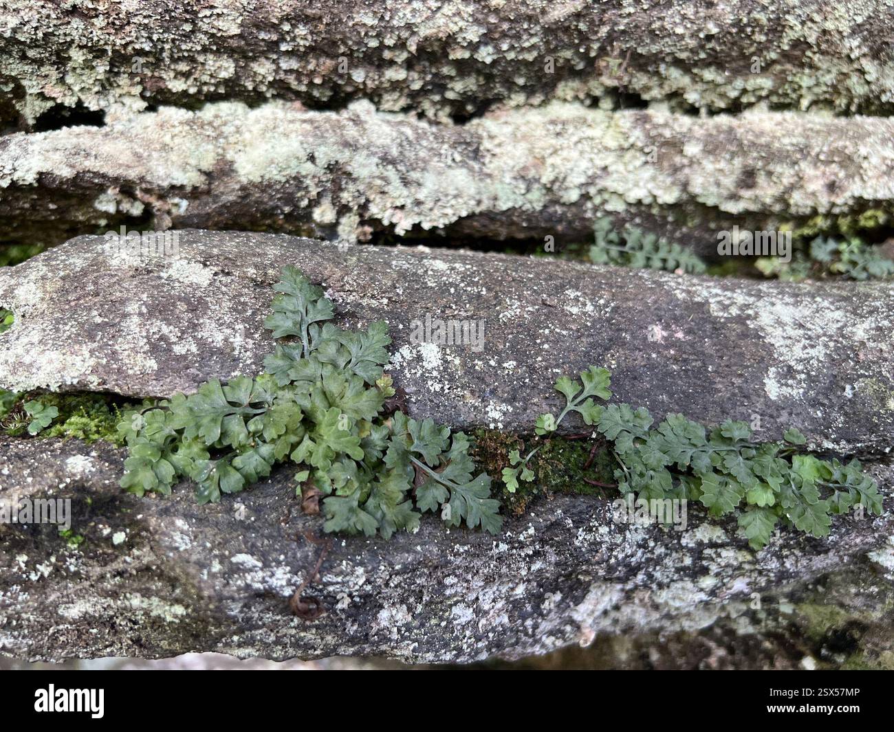 mountain spleenwort (Asplenium montanum), Plantae, North Carolina, US ...