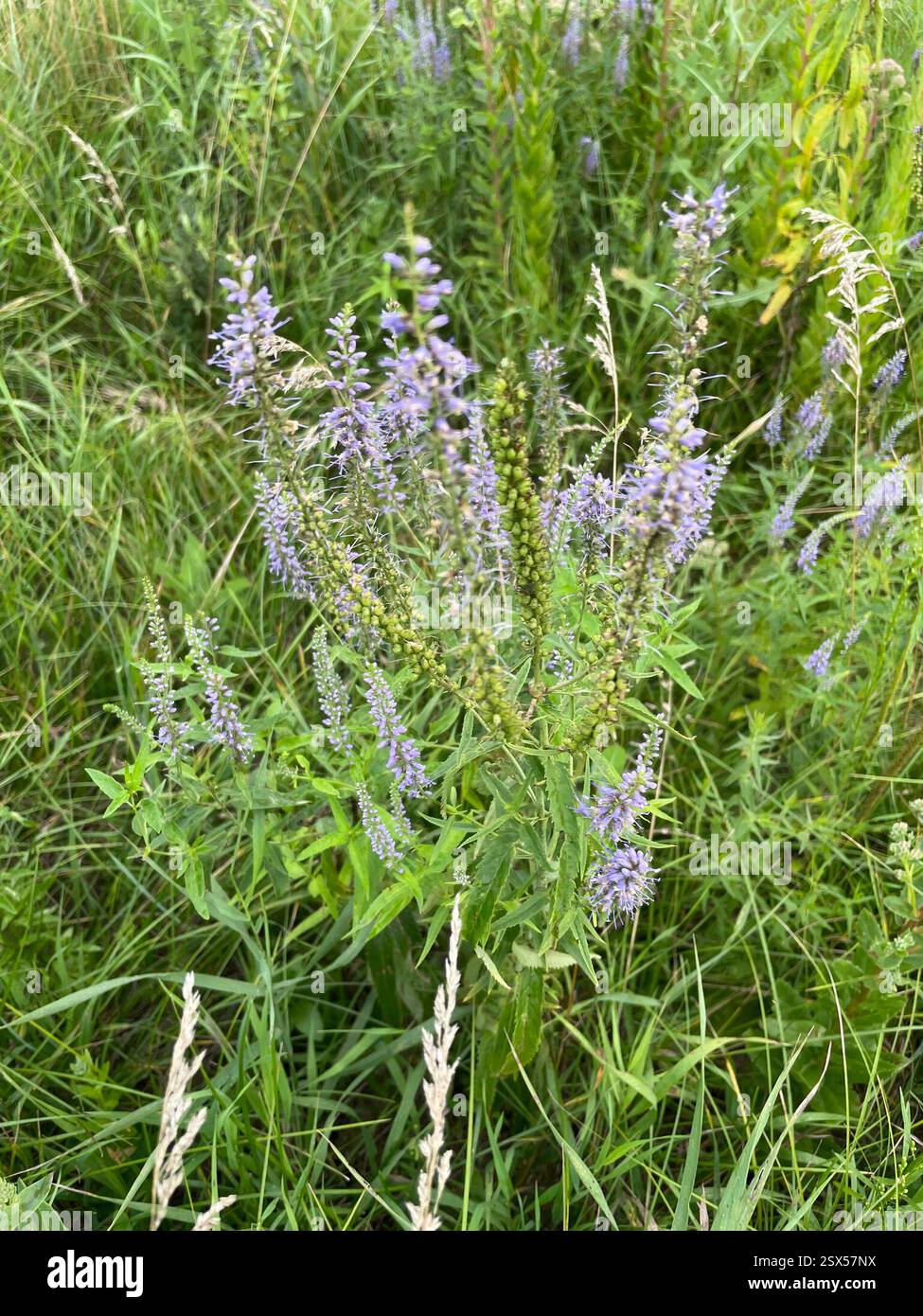 Long-leaved Speedwell (Veronica longifolia), Plantae, Инзенский р-н, Ульяновская обл., Россия ...
