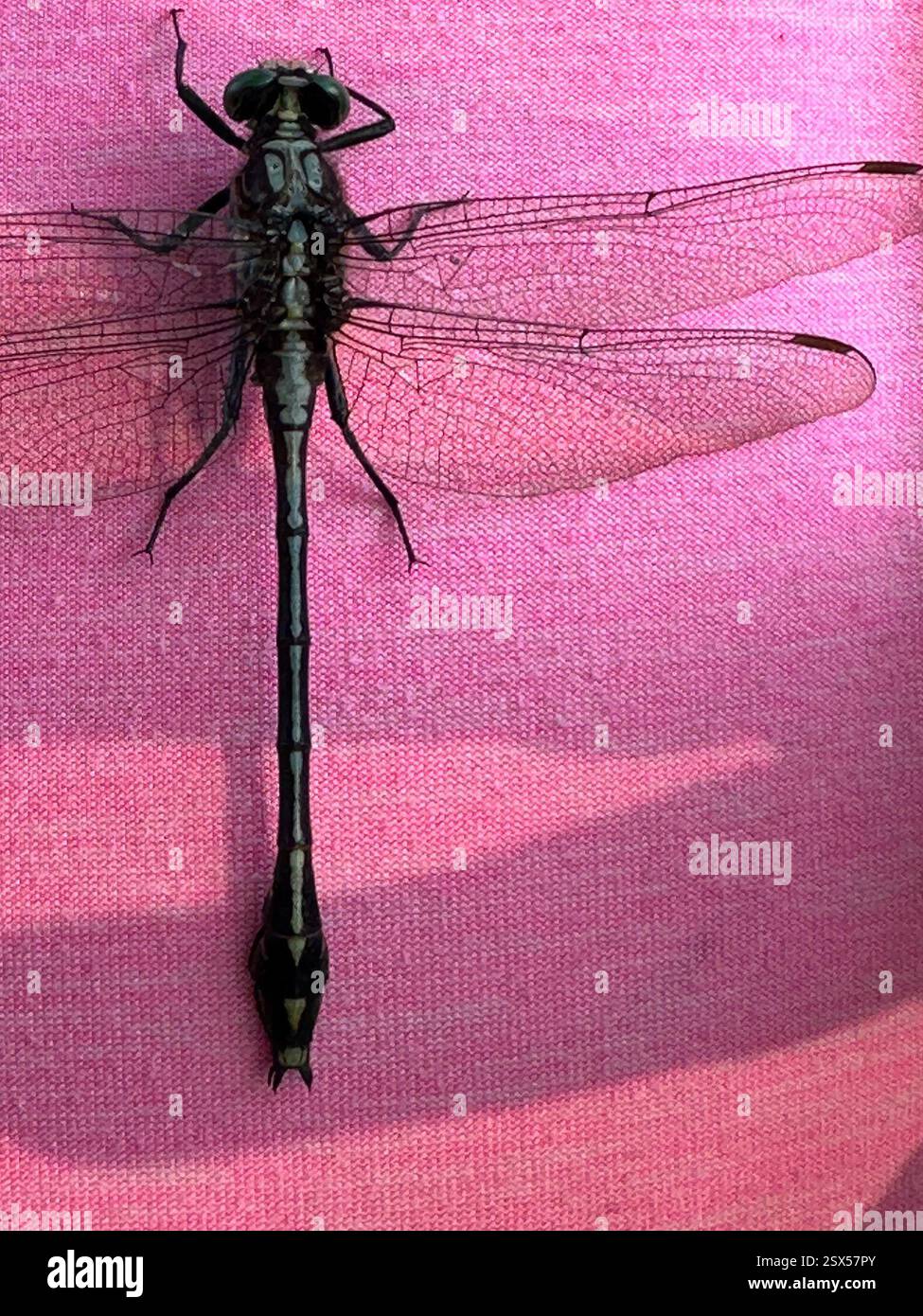 Black-shouldered Spinyleg (Dromogomphus spinosus), Insecta, W Gulliver ...